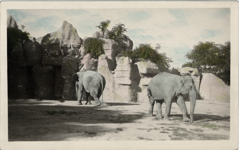 Elephants at Detroit Zoo | DPL DAMS