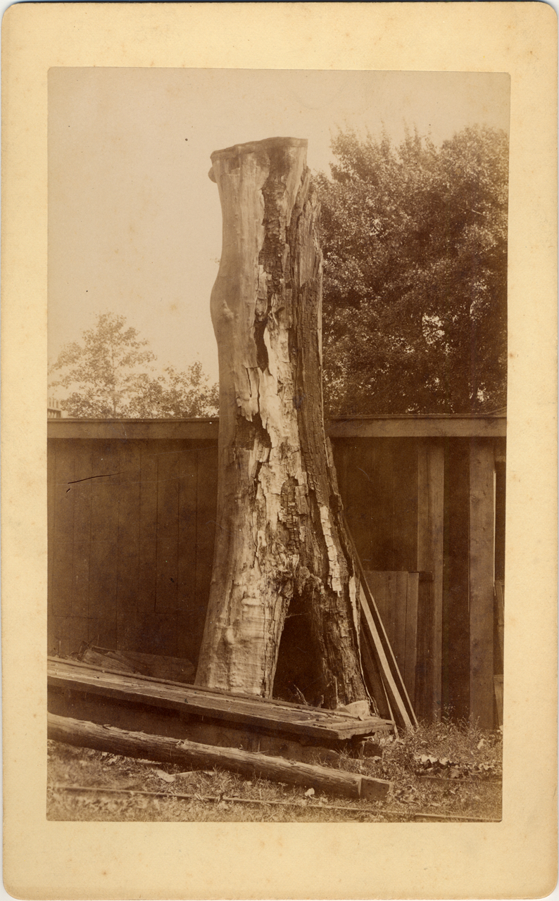 Pontiac tree | DPL DAMS