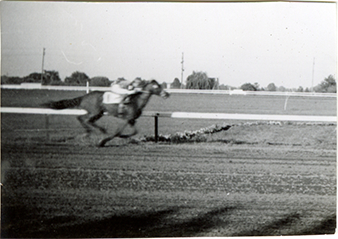 Winning horse, Hazel Park Raceway | DPL DAMS